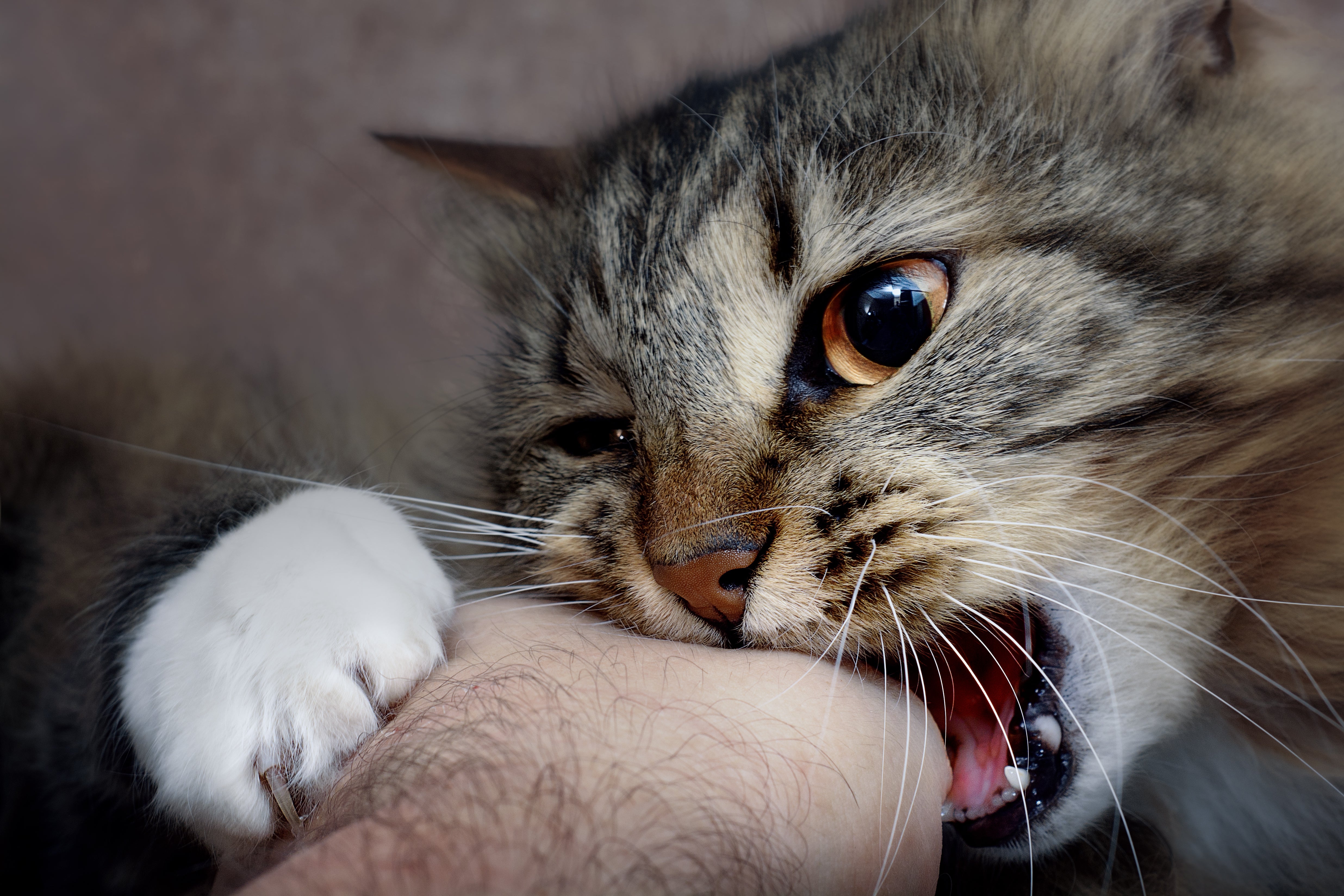 5 Tips On How To Get A Cat To Stop Biting Rufus Coco Australia 5 Tips On How To Get A Cat To Stop Biting Rufus Coco Australia