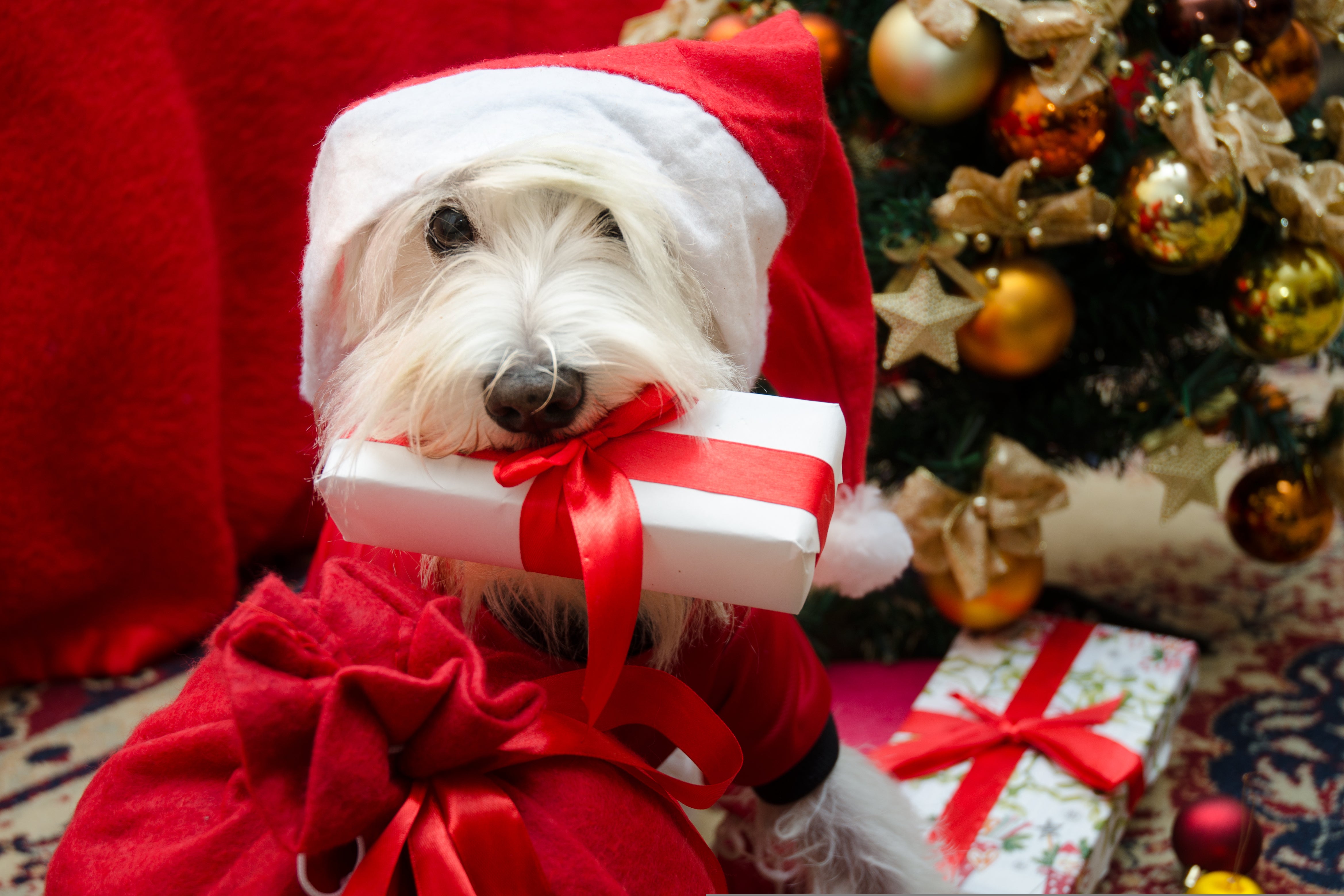 Best Gifts Under 30 For Your Dogs Rufus Coco Australia Best Gifts Under 30 For Your Dogs Rufus Coco Australia