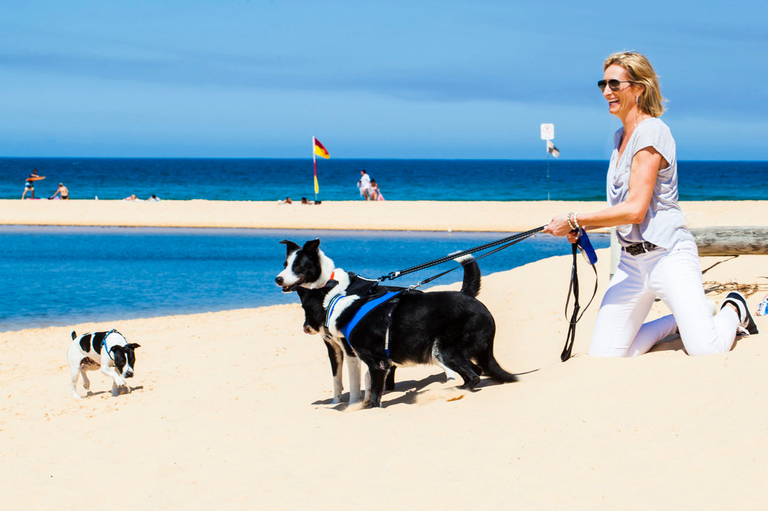 5 Fun Spring Activities to Do With Your Dog | Rufus & Coco Australia