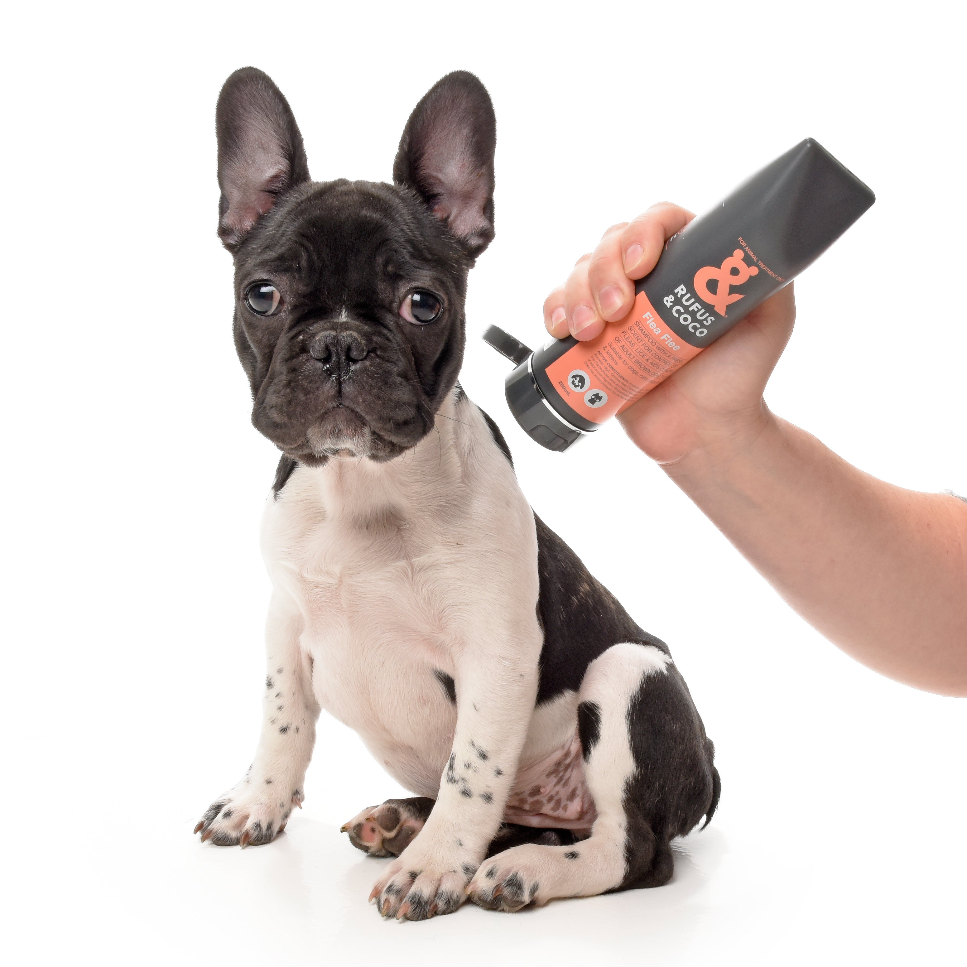 5 Tips to Avoid Parasites in Dogs | Rufus & Coco Australia