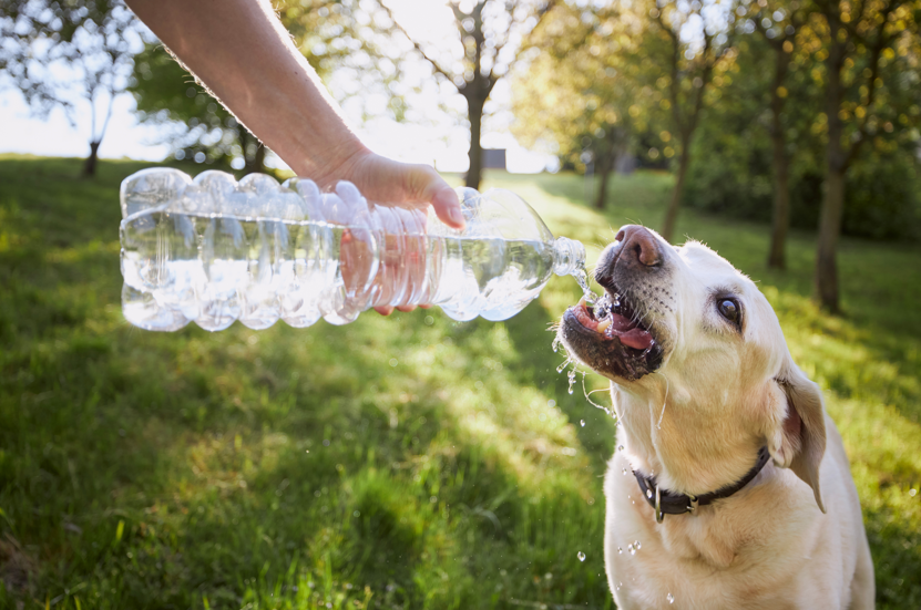 5 Ways to Keep Your Dog Comfortable During Summer | Rufus & Coco Australia