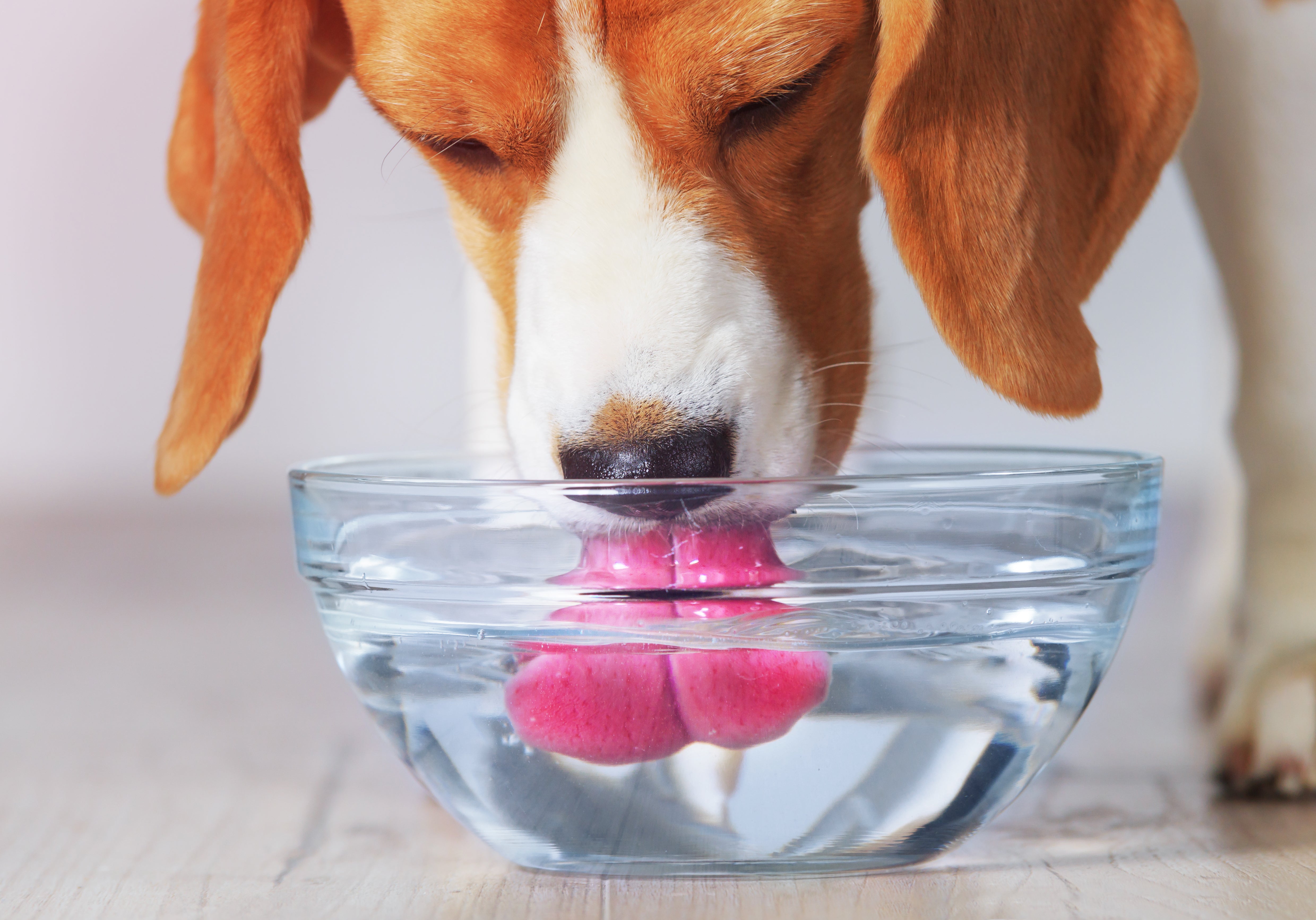 Is My Dog Drinking Enough Water Rufus Coco Australia Is My Dog Drinking Enough Water Rufus Coco Australia