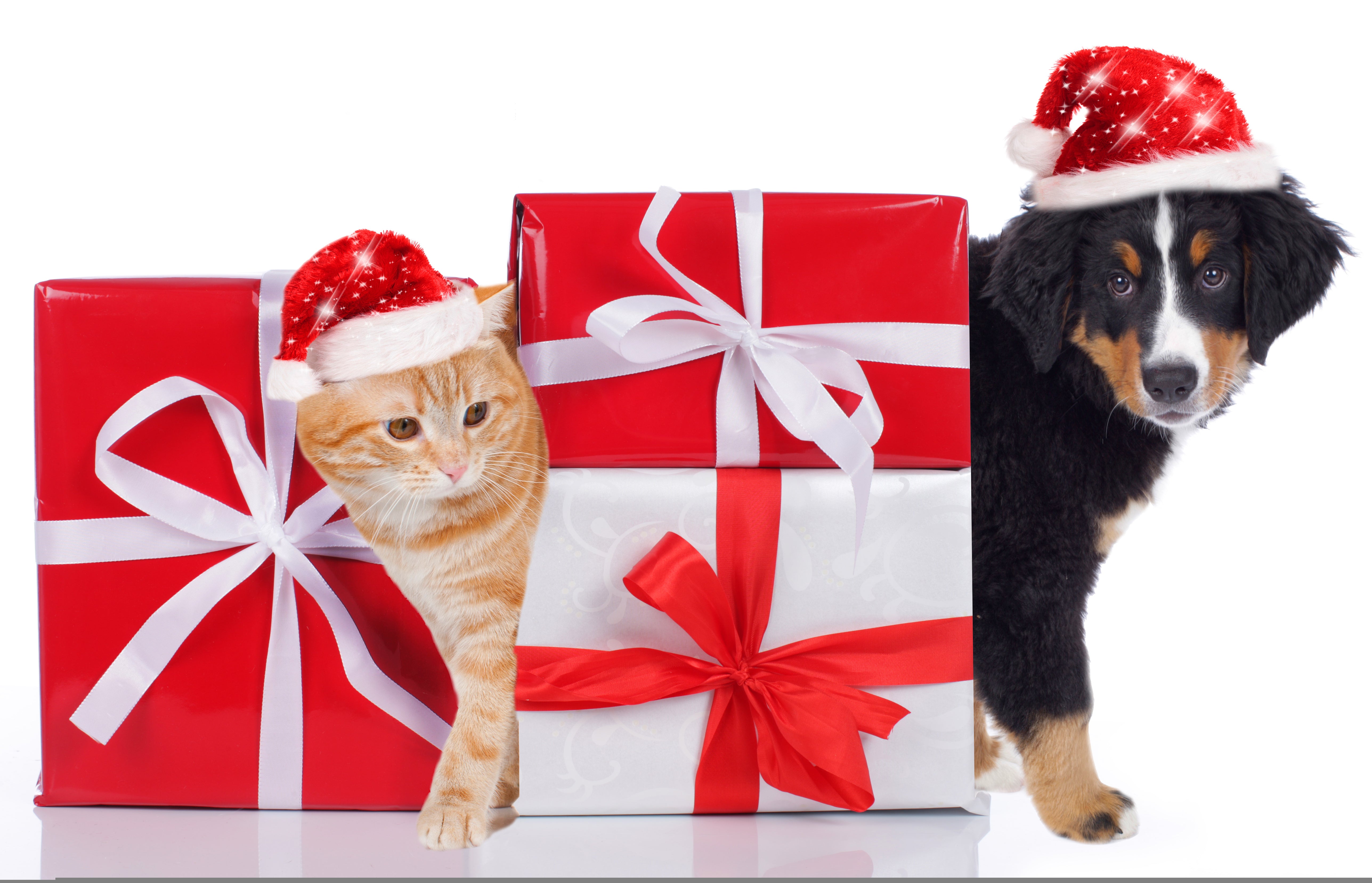 5 Gift Bundles For Your Pets | Rufus & Coco Australia