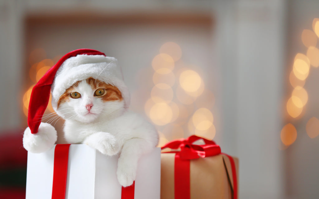 The Ultimate Gift Guide for Your Cat – Rufus & Coco Australia