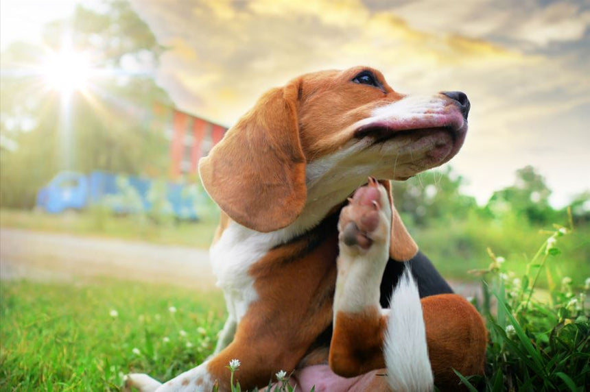 Rufus & Coco – Pets Living Large
