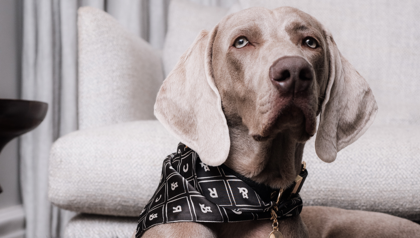 Rufus & Coco – Pets Living Large– Rufus & Coco Australia